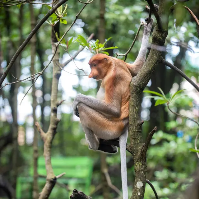 Melihat Kehidupan Bekantan, Primata Langka Pulau Kalimantan di Hutan Kota Tarakan - News ...
