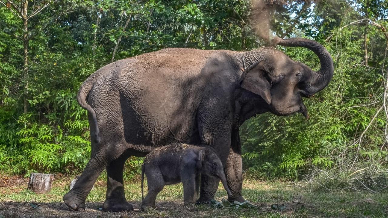 Sawit Luas, Taman Nasional Tesso Nilo Terancam: Habitat Gajah dan Satwa ...