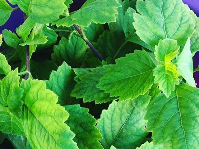 12+ Gambar Tanaman Nilam Paling Dicari - Informasi Seputar Tanaman Hias