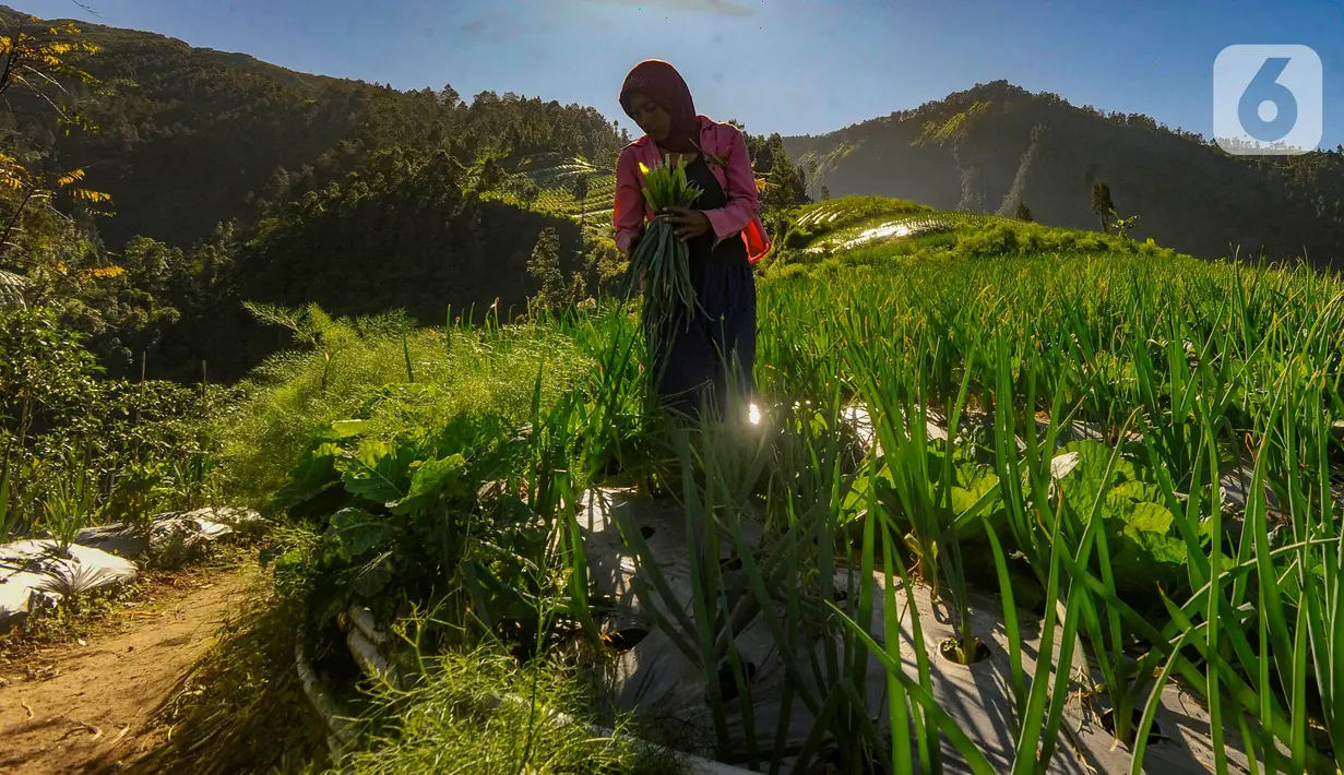Kehidupan Warga di Dusun Tempel dan Dusun Bentrokan yang Memiliki ...