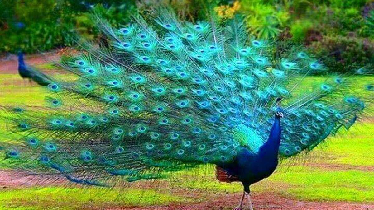 Potret Super Cantik Burung Merak Seakan Menyatu Dengan Alam - Photo ...