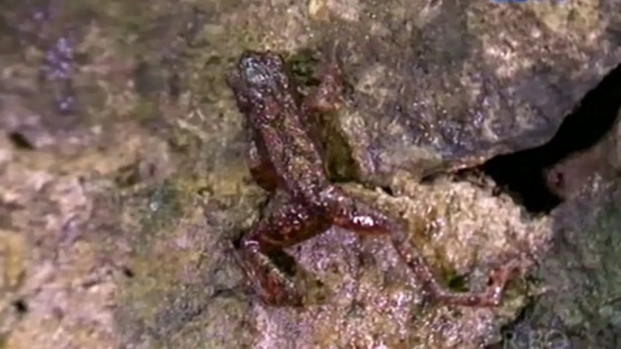 Ekspedisi Penyelamatan Kodok Merah - News Liputan6.com