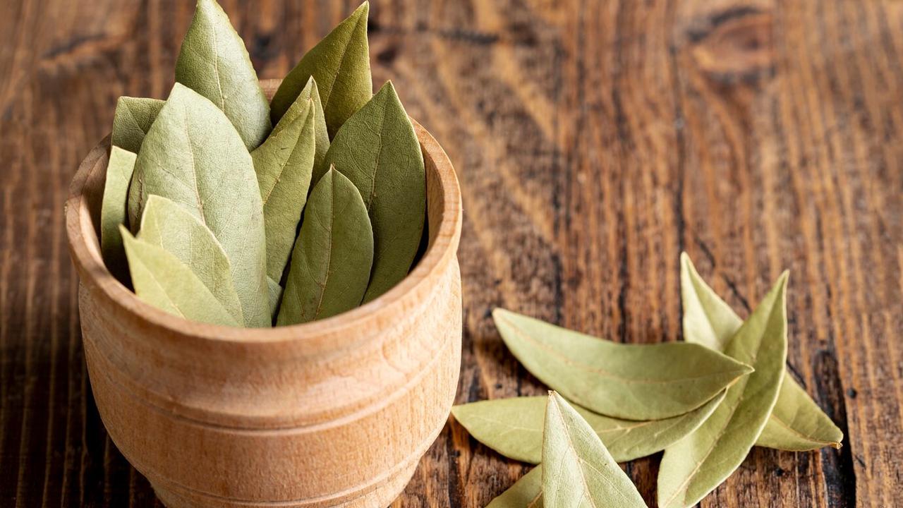 10 Contoh Tanaman TOGA yang Mudah Ditanam di Pekarangan Rumah, Ini ...