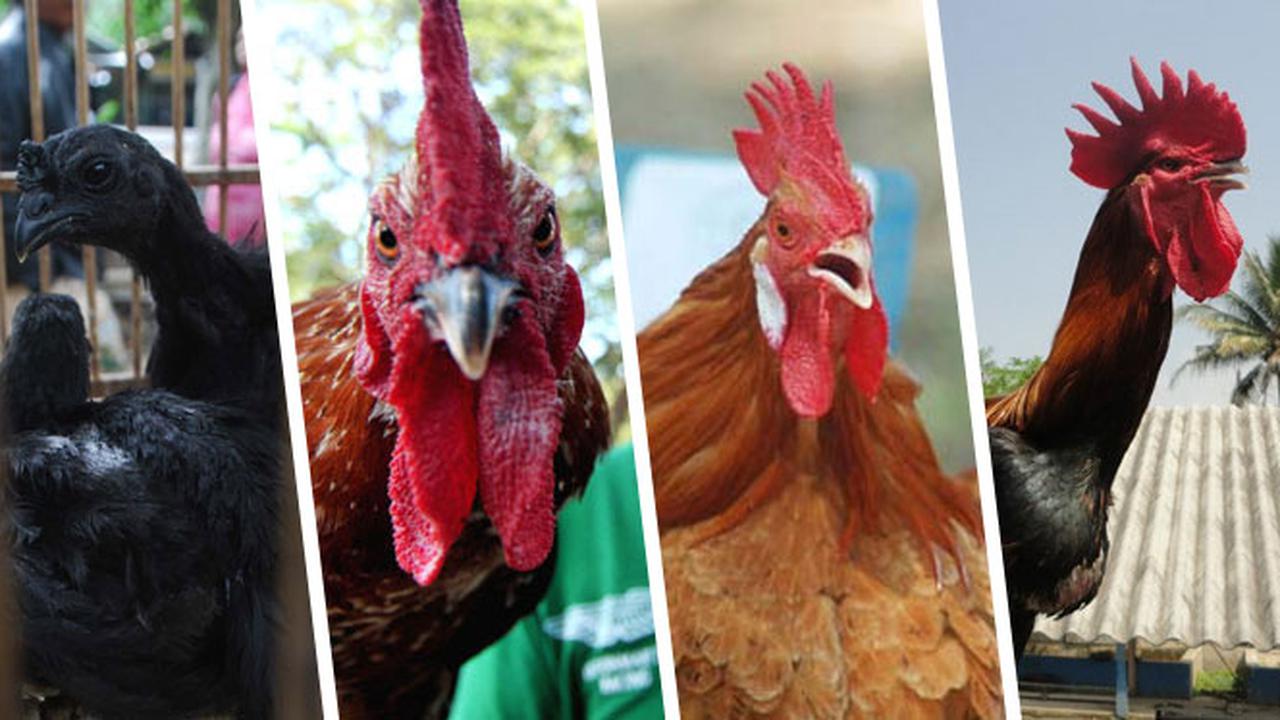 4 Ayam Termahal Asli Indonesia, Harganya Rp 40 Juta per Ekor