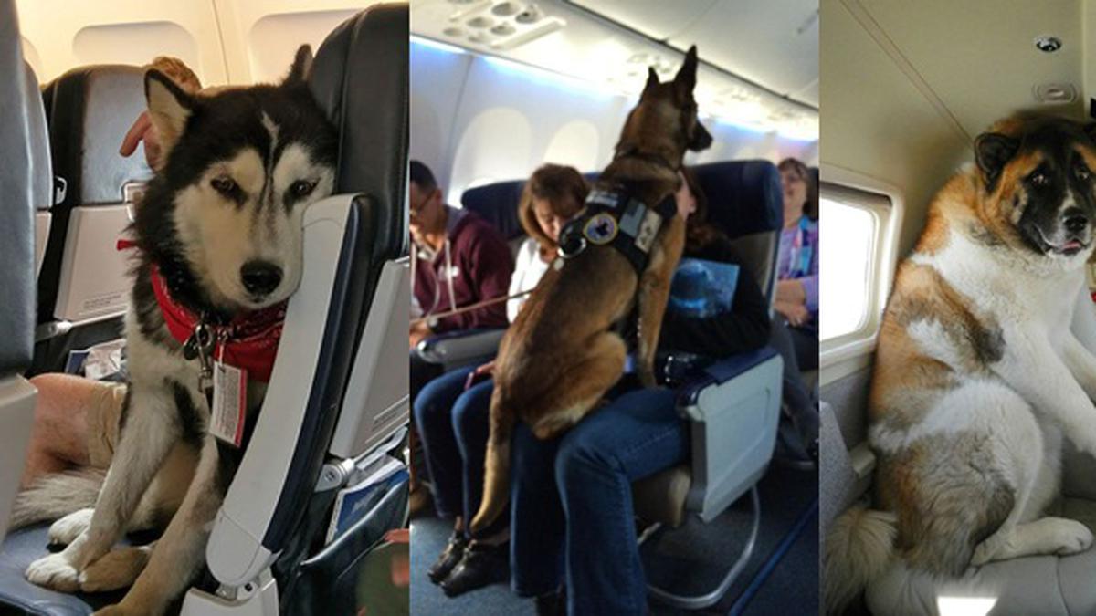Kocak, Ternyata Hewan Boleh Jadi Penumpang Pesawat, Ini Buktinya ...