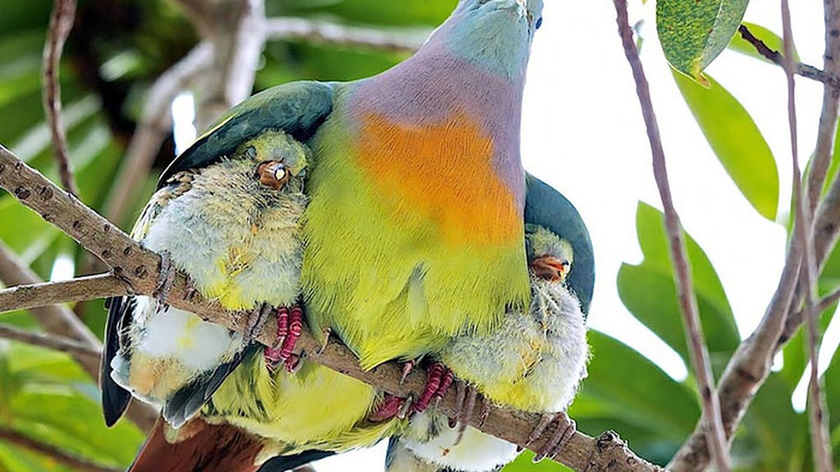 Tunjukkan Kasih Sayang, Ini Potret Mesra Induk Burung Dan Anaknya ...