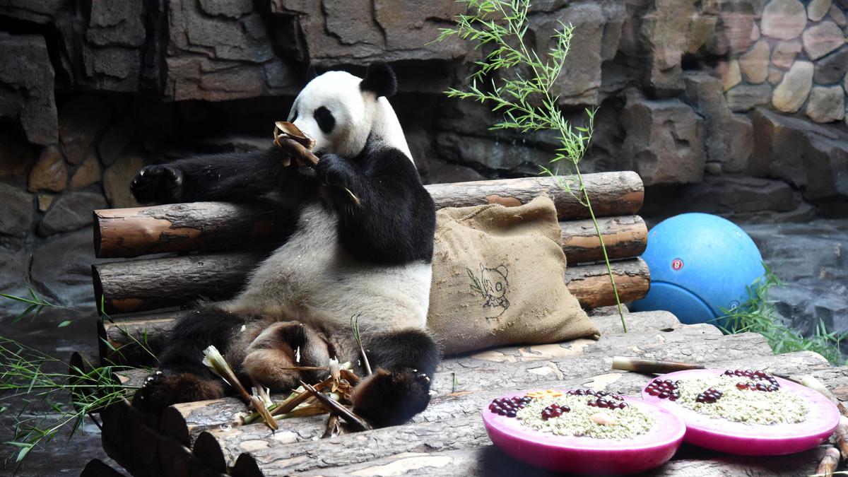 FOTO: Asyiknya Panda Raksasa Nikmati Ruangan Berpendingin Udara - Foto ...