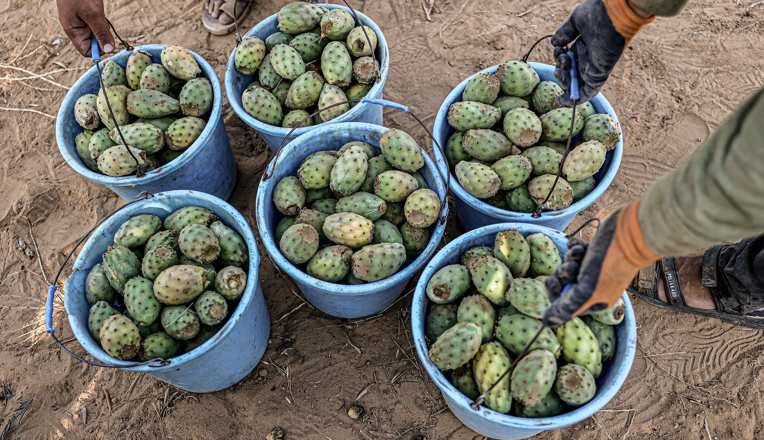 Mengenal Buah Kaktus Pir Berduri yang Kaya Manfaat - Foto Liputan6.com