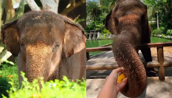 Diproduksi Sejak 1971, Roti Maxim’s Dikabarkan Bakal Tutup Januari 2025 ...