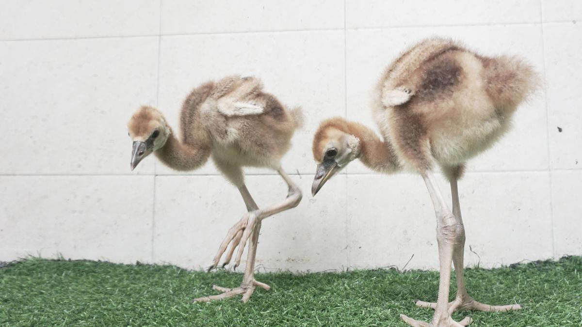 Burung Crowned Crane Jadi Keluarga Baru Taman Safari Prigen