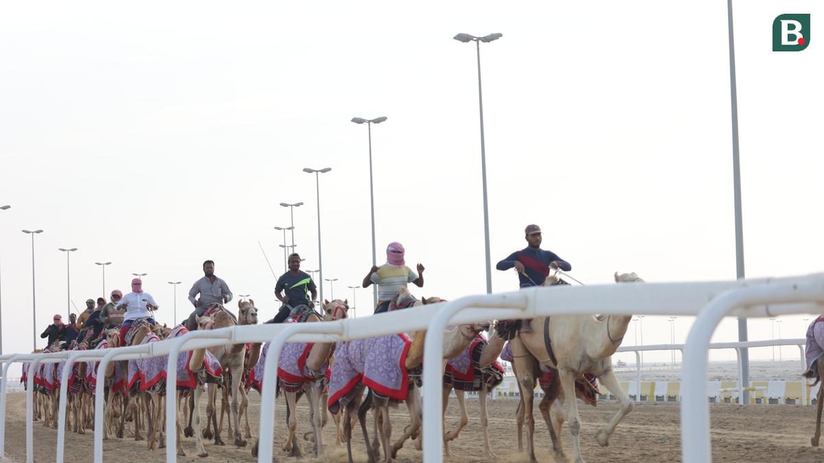 Laporan dari Qatar: Melihat dari Dekat Al Shahaniya Camel Racetrack ...