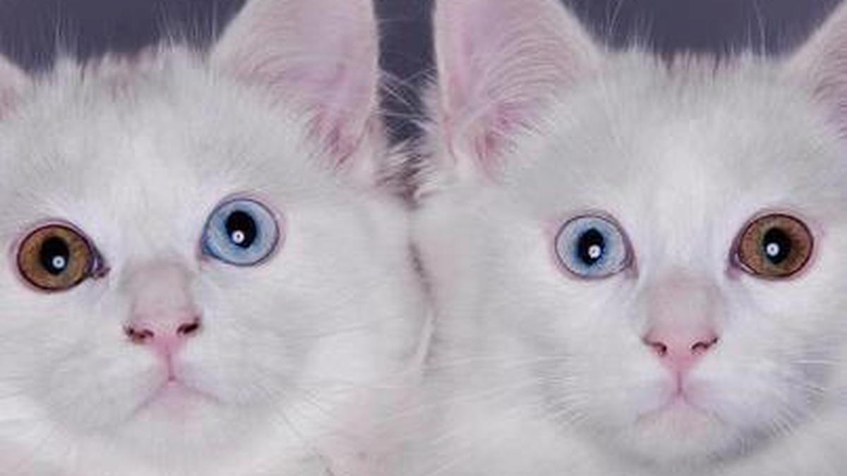 10 Tingkah Lucu Kucing Kembar - Photo Fimela.com