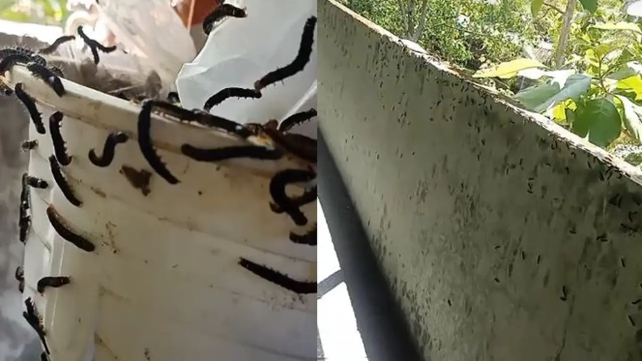 Viral Serangan Ulat Jati di Gunungkidul, Fakta Unik dan Kandungan Gizi yang Tak Disangka - Hot ...