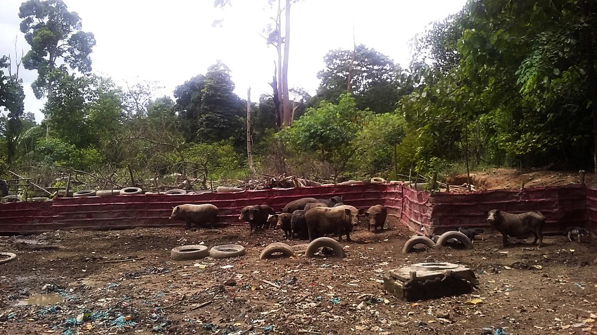 Peternakan Babi Sekitar Waduk di Batam Harus Segera Dikosongkan