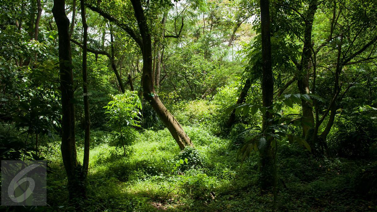 Program Hutan Sosial Harus Didukung Pemerintah Daerah - Bisnis Liputan6.com