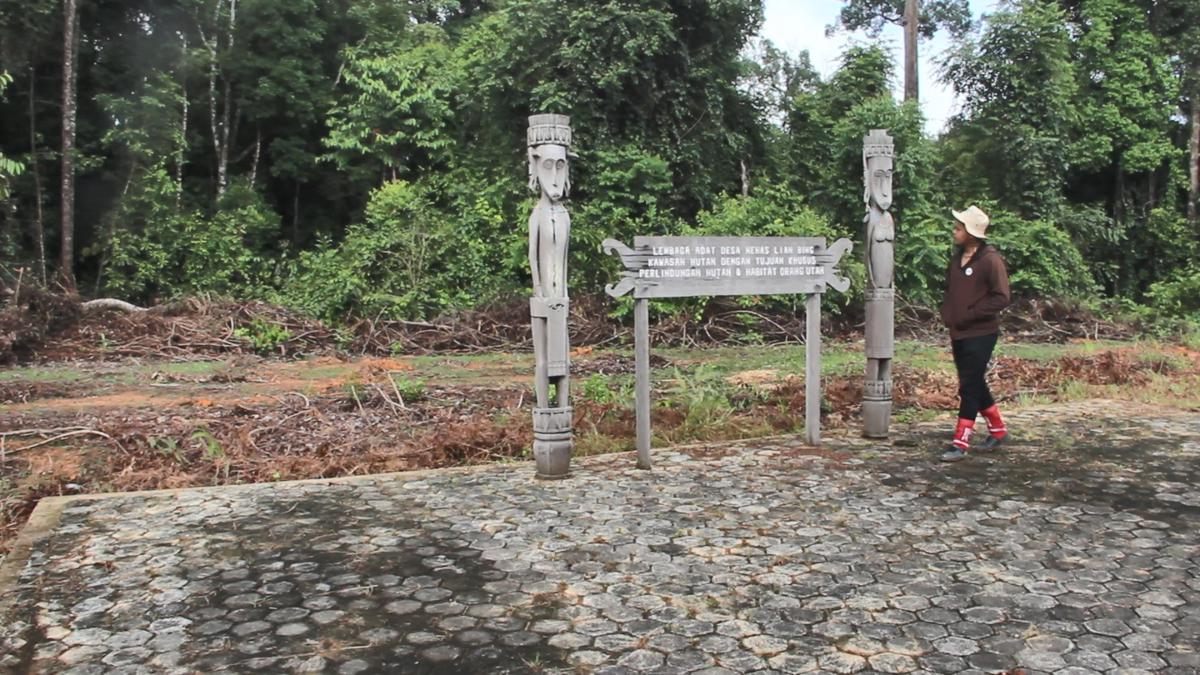 Hutan Lindung Wehea di Kutai Timur Dijaga dengan Pendekatan Hukum Adat, Ini Ceritanya! - News ...