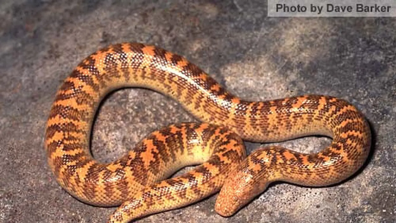 Arabian Sand Boa, Wujud Ular yang Lucu dan Tidak Menakutkan - Citizen6 ...