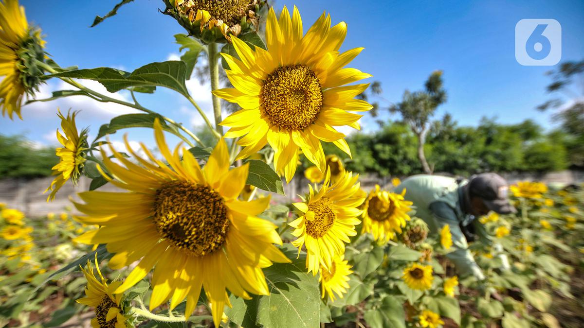 FOTO: Keindahan Taman Bunga Matahari di Utara Jakarta