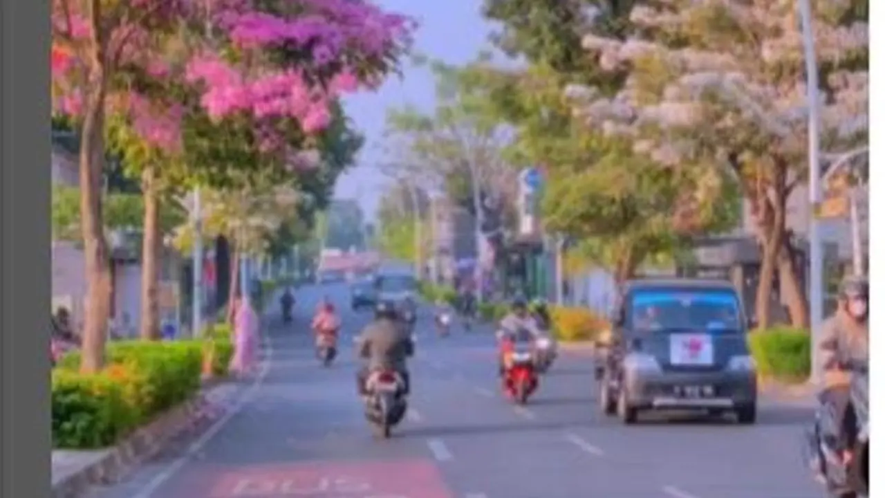 Bunga Tabebuya Bermekaran di Kawasan Kemang dan Jalan Sudirman, Warga ...