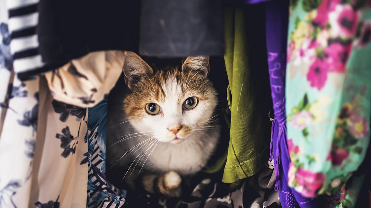 7 Tips Memotret Kucing Agar Terlihat Lebih Menggemaskan di Kamera