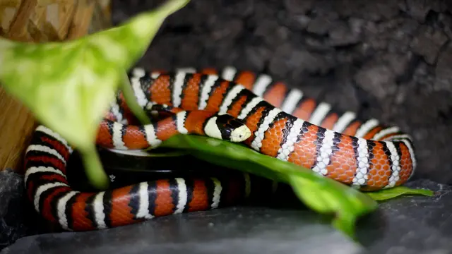 7 Jenis Ular yang Bisa Dipelihara di Rumah, Pilihan Favorit Pecninta ...
