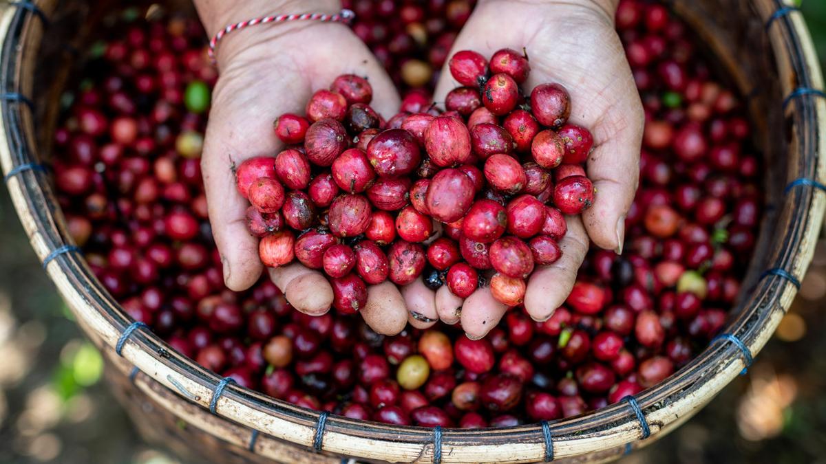 Kerja Sama Menguntungkan untuk Petani Kopi Wanita Indonesia - Lifestyle ...