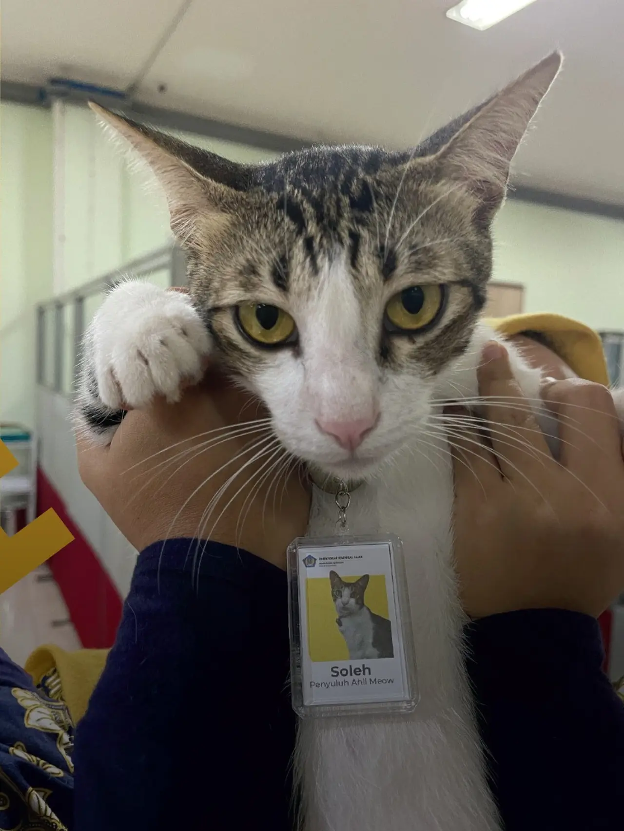 3 Kucing Ini Jadi 'Pegawai' Kantor di Indonesia - Regional Liputan6.com