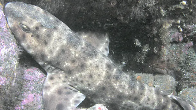 10 Spesies Hiu Laut Dalam yang Menakjubkan dan Jarang Ditemui ...