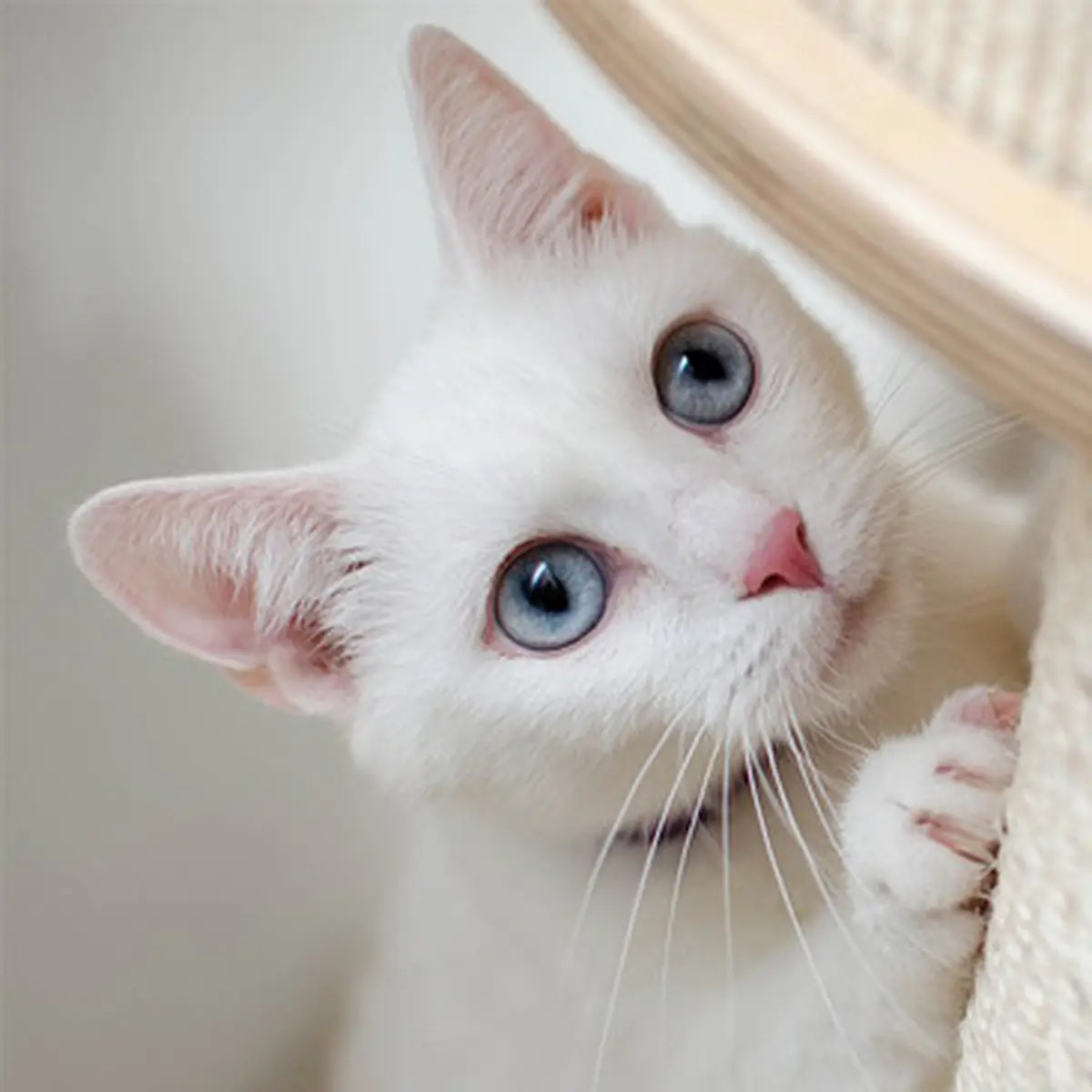 Kucing Lucu Dan Aneh