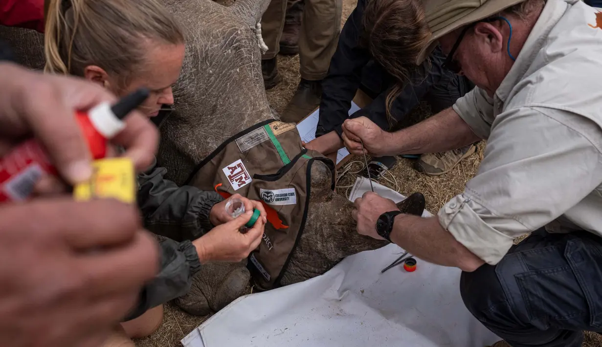 Cegah Perburuan Liar, Badak di Afrika Selatan Disuntik Radioisotop ...