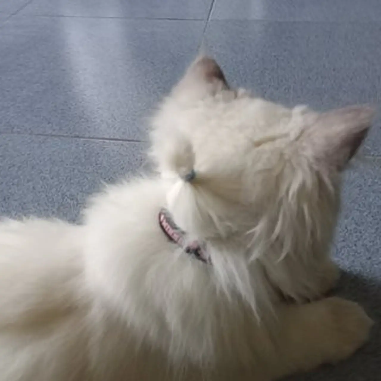 6 Foto Lucu Kucing dengan Rambut Dikuncir Ini Bikin Gemas - Hot ...