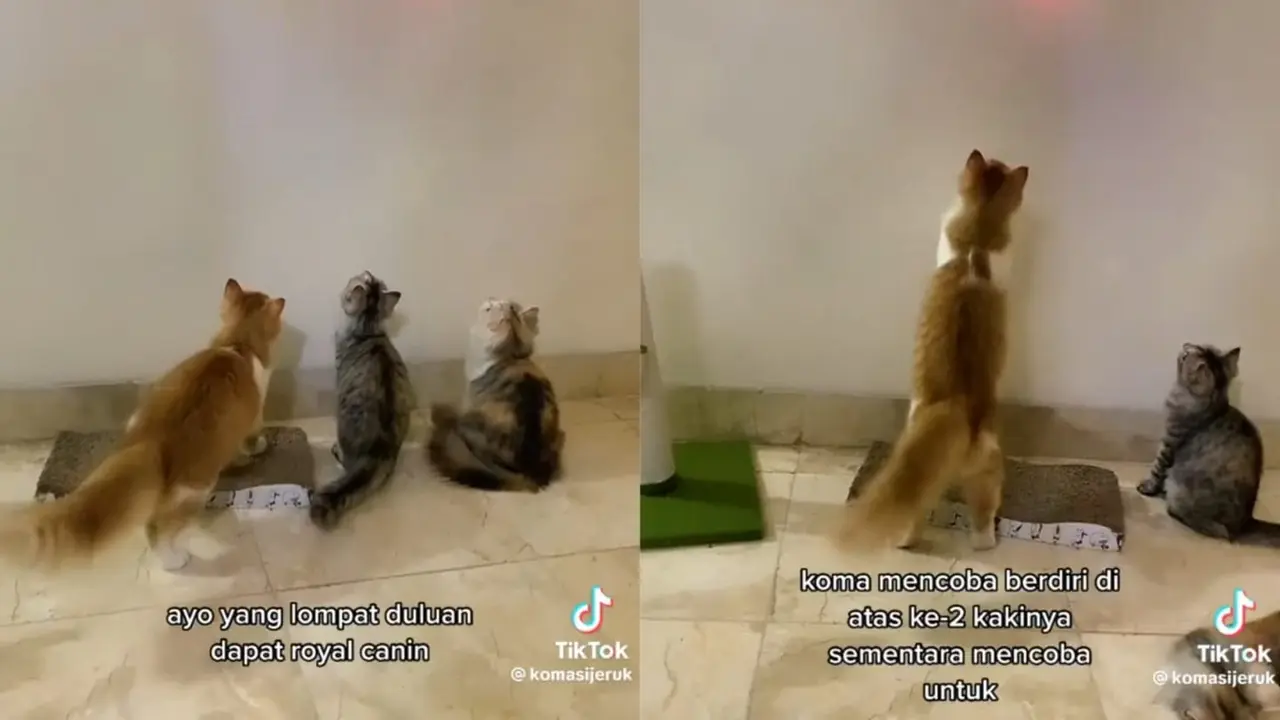 8 Tingkah Lucu Koma, Kucing Kesayangan Warga TikTok yang Berpisah ...