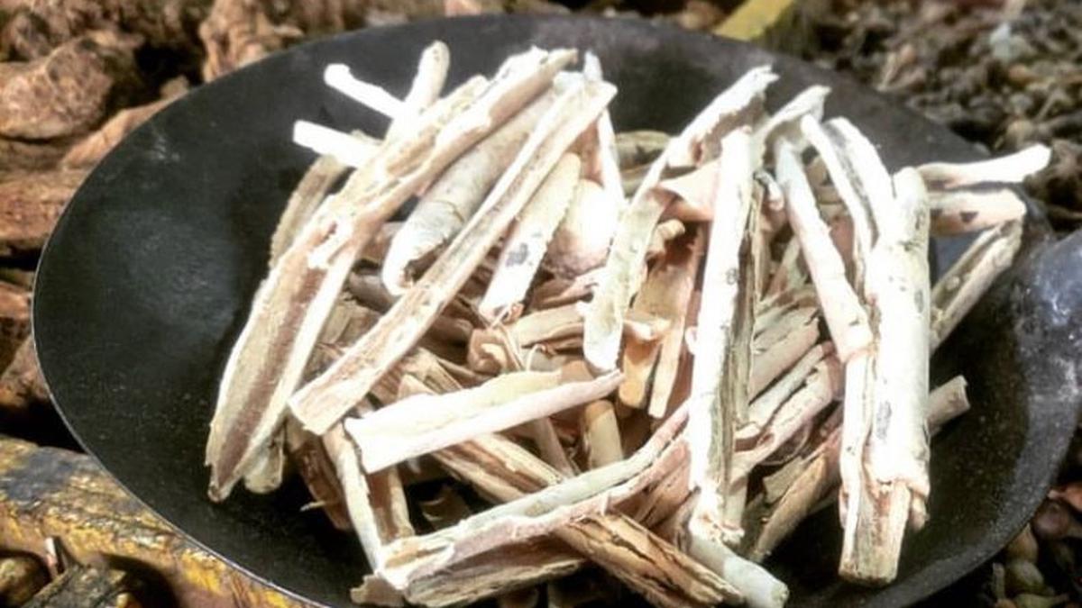 Serba-serbi Pulosari, Tanaman Herbal Jamu untuk Mengatasi Demam hingga ...