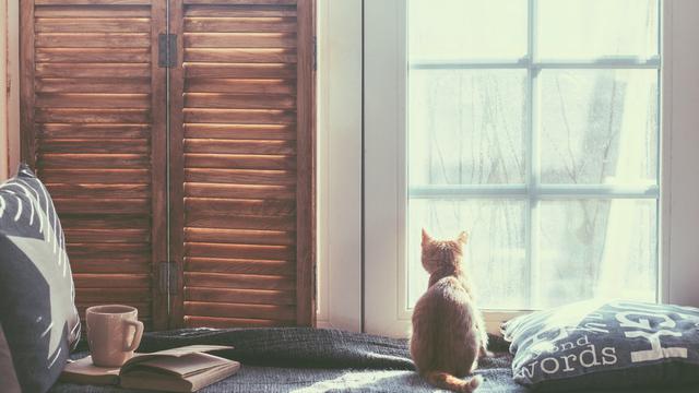 5 Ide Sederhana untuk Wujudkan Rumah Ramah Kucing - Lifestyle Liputan6.com