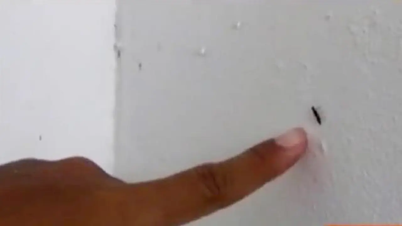 Lagi, Wisatawan Cerita Digigit Tomcat di Bali sampai Kulit Pahanya ...