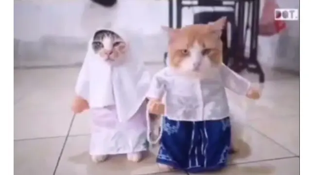 6 Foto Kucing Berdandan Ini Kocak, Bikin Geleng Kepala - Hot Liputan6.com
