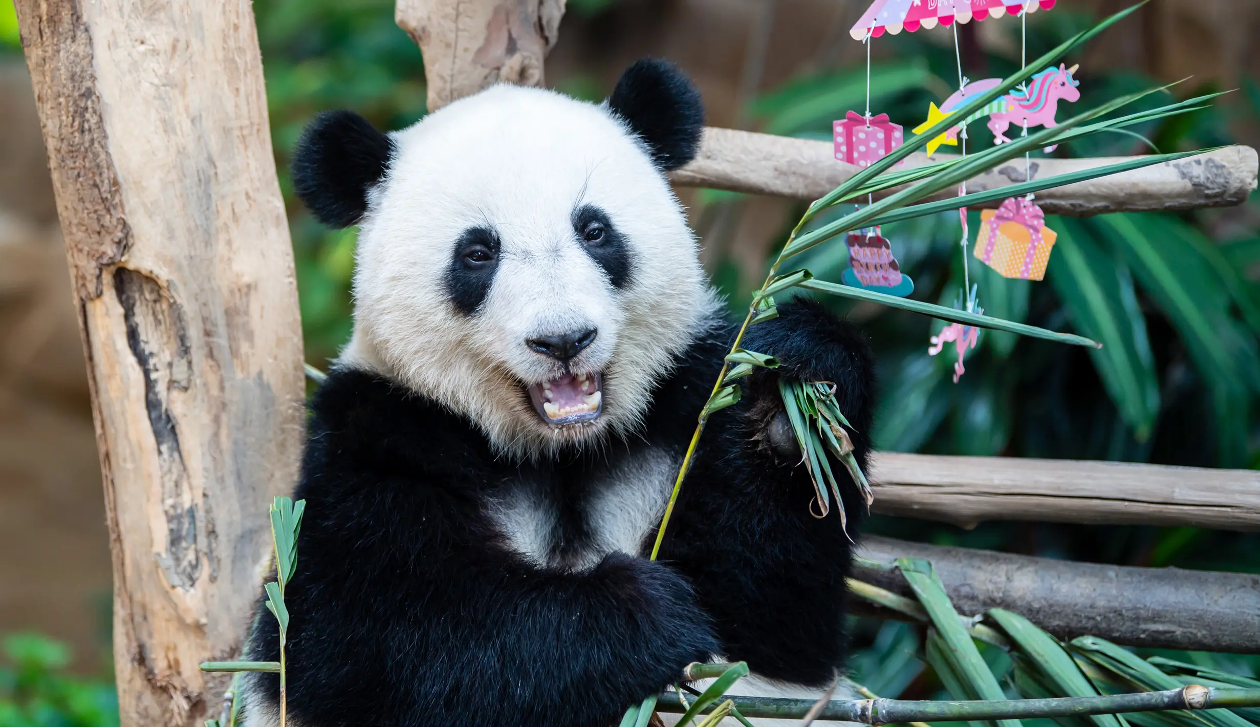 FOTO: Panda Raksasa Yi Yi Rayakan Ulang Tahun di Malaysia - Foto ...