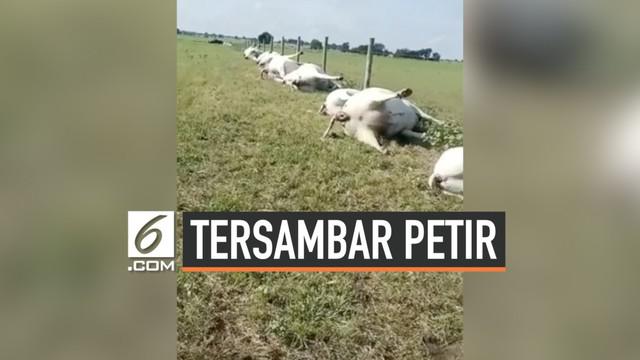 Berita Sapi Mati Hari Ini - Kabar Terbaru Terkini | Liputan6.com