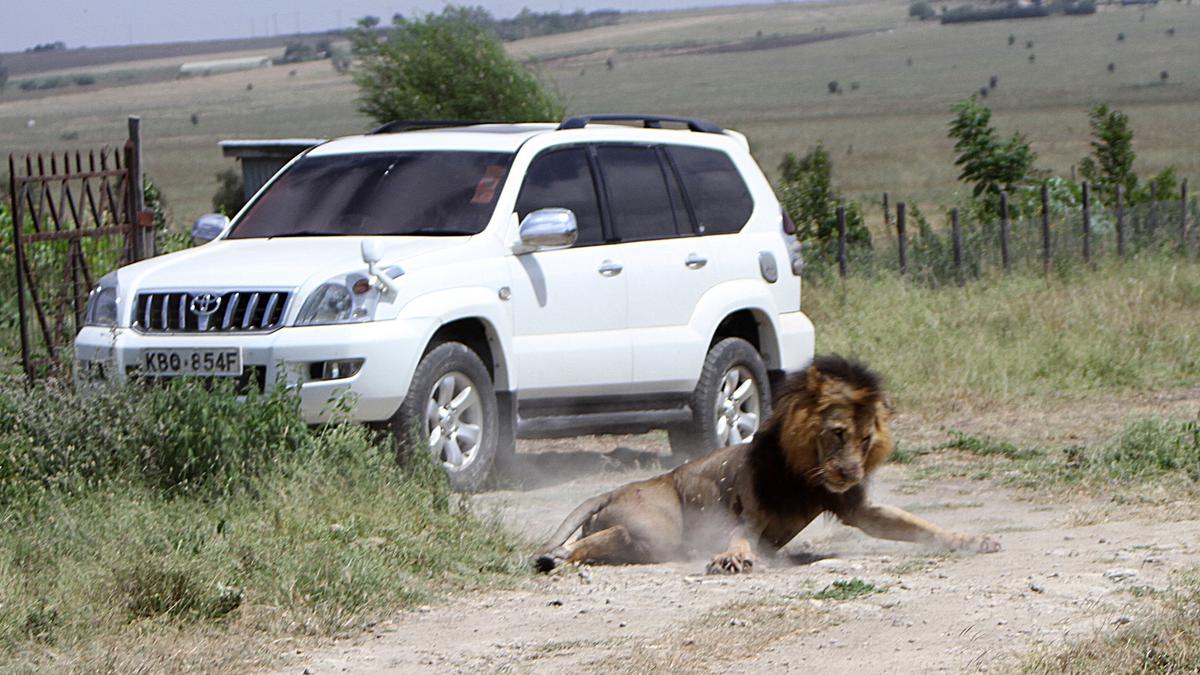 Pria 'Tak Waras' Sebabkan Dua Singa Mati Sia-sia - Global Liputan6.com