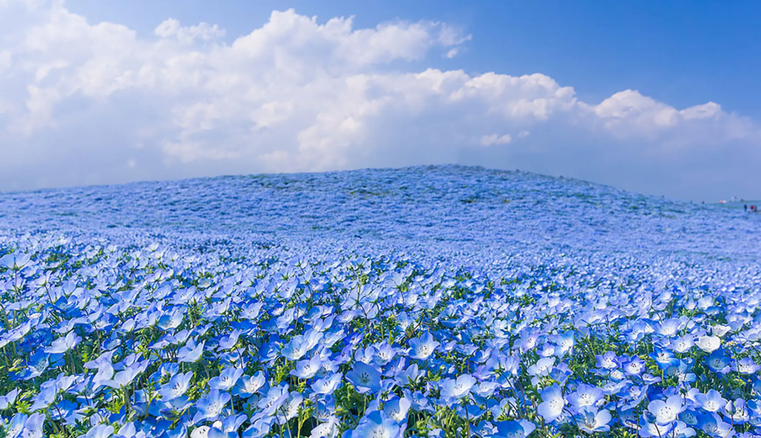 Indahnya Taman Bunga Biru Hitashi di Jepang - Photo Fimela.com
