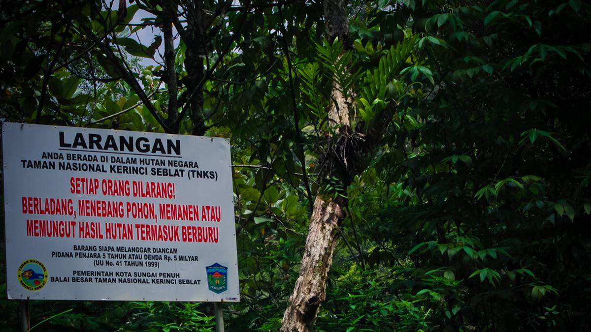 Taman Nasional Kerinci Seblat Jambi Dibelah Jadi Jalan - News Liputan6.com