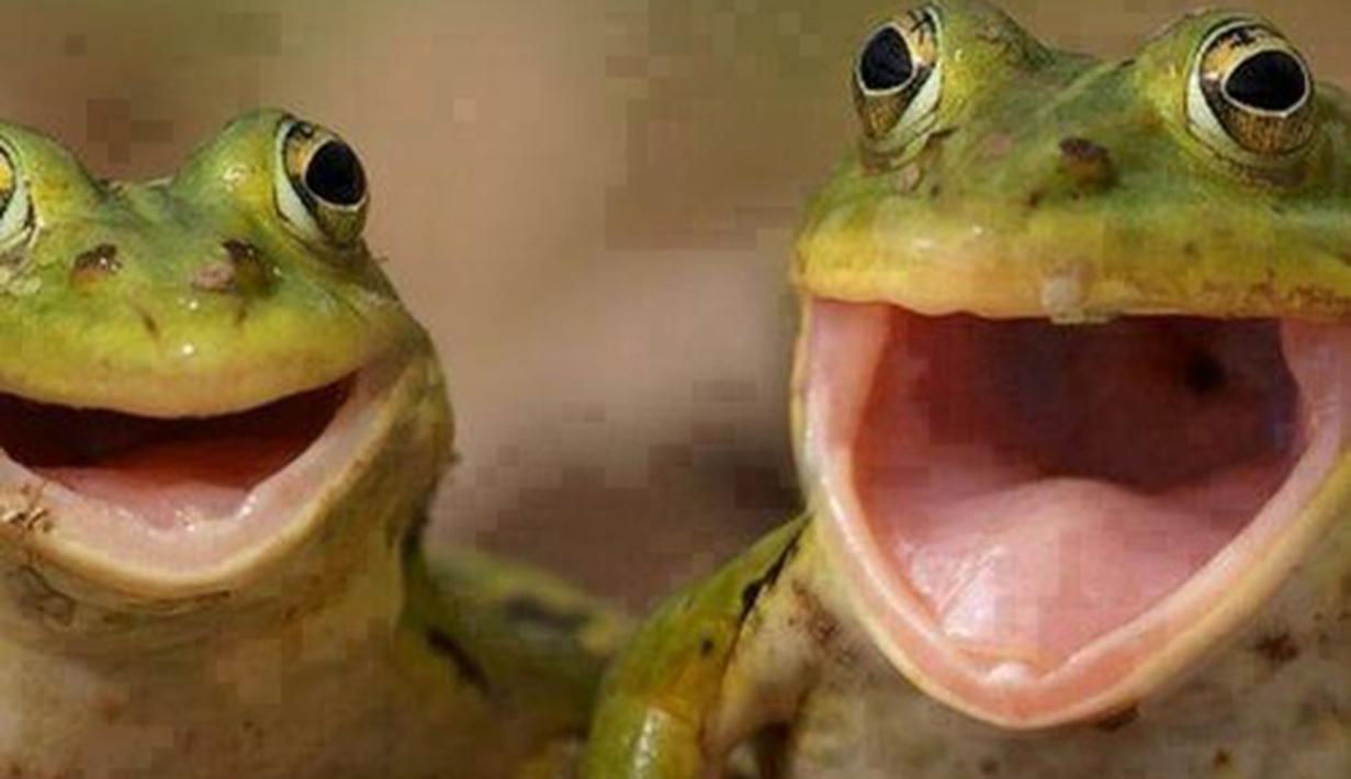 Ekspresi Katak Menggemaskan Yang Bakal Bikin Ngakak - Photo Fimela.com
