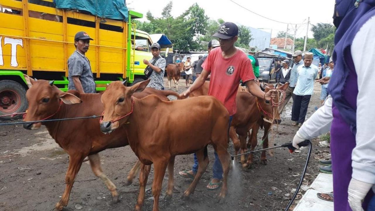 Mengenal Proses Sapi Berkembang Biak, Punya Cara yang Unik dan Kompleks