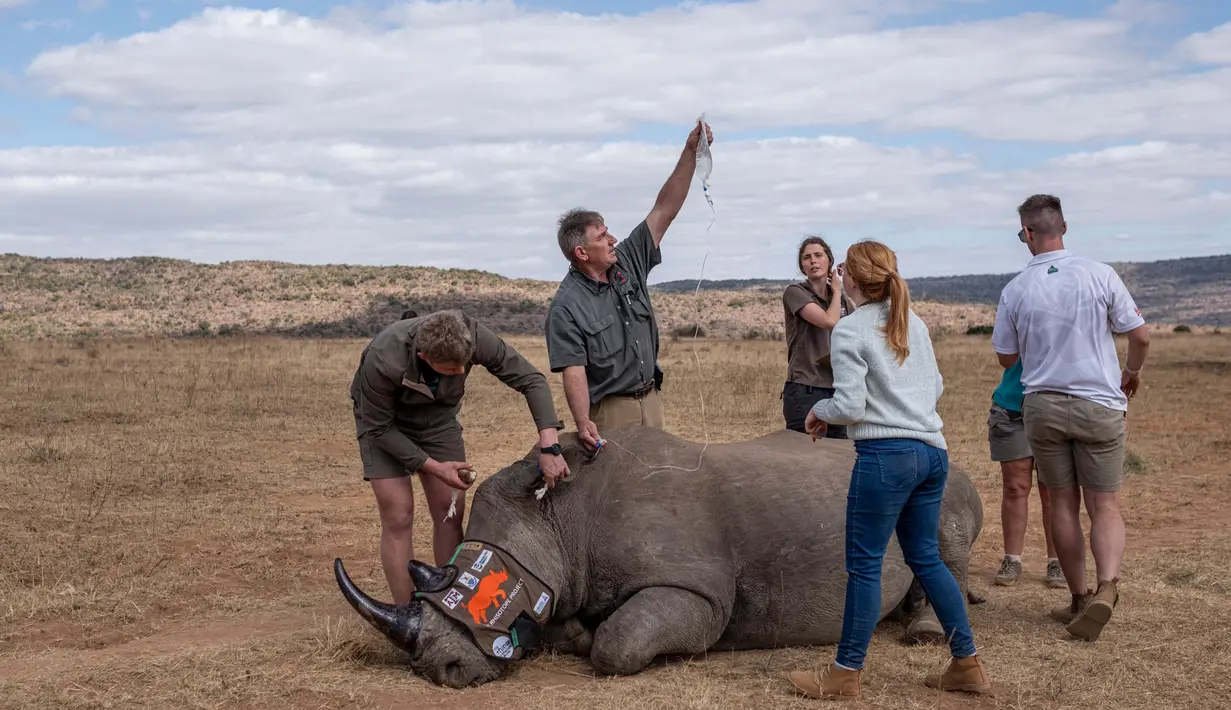 Cegah Perburuan Liar, Badak di Afrika Selatan Disuntik Radioisotop ...