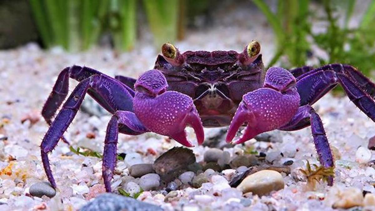 Kepiting Unik Tapi Cantik Sebagai Kepiting Spesies Terbaru di Laut Jawa ...