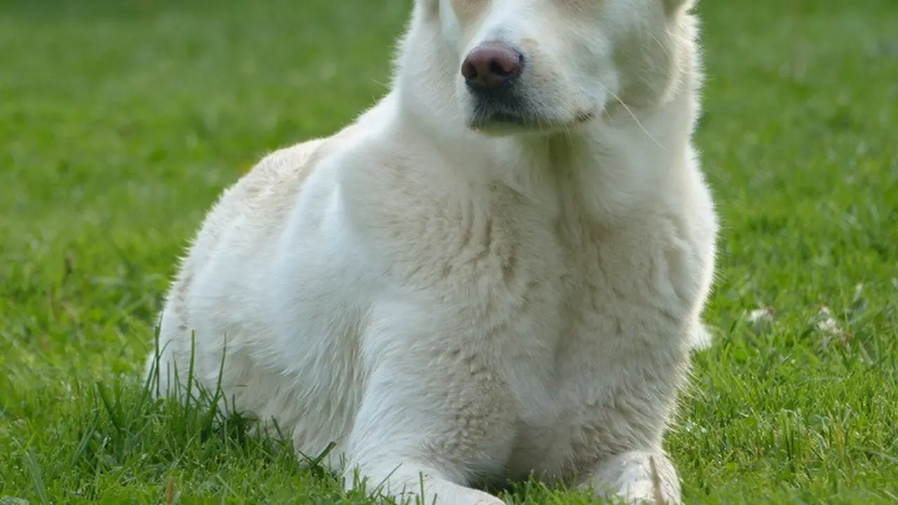 17 Jenis Anjing Peliharaan dari Asia, Kenali Karakternya - Hot Liputan6.com