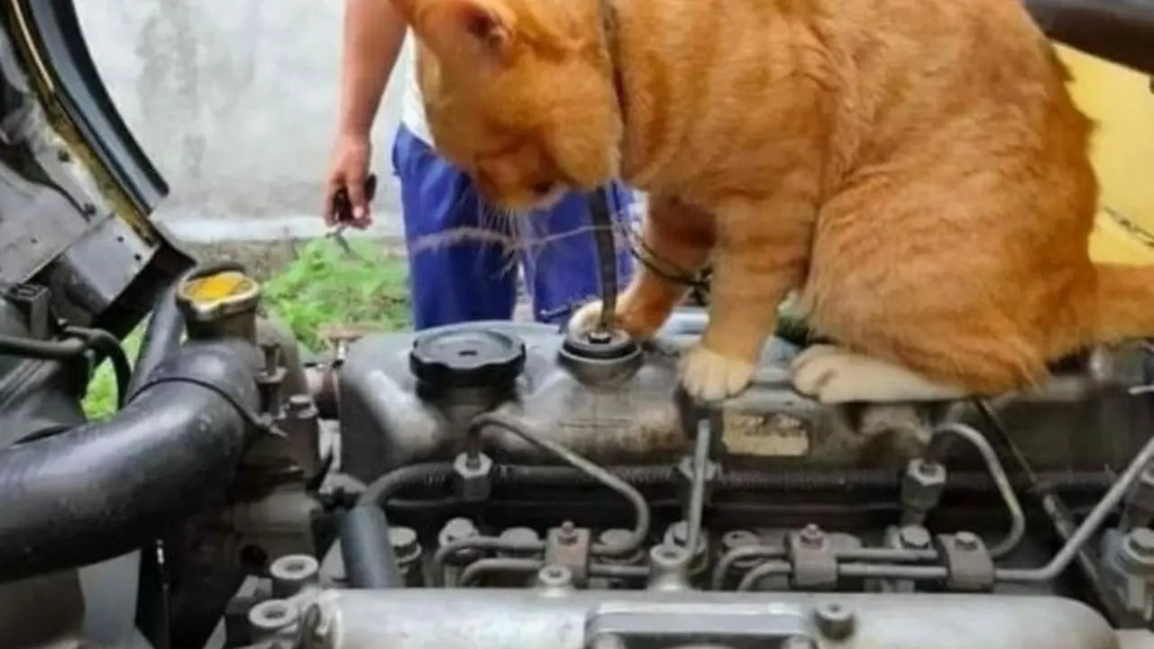 Dibesarkan di Bengkel, Ini 7 Potret Kocak Kucing Saat Bertingkah Jadi ...