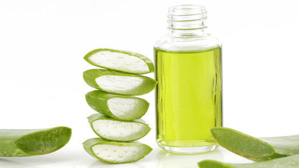 Cara Meluruskan Rambut Secara Alami dengan Masker Lidah Buaya