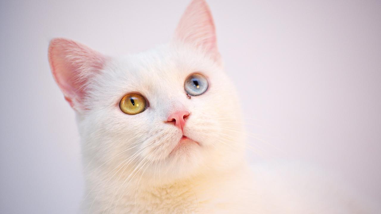 Jenis Kucing Anggora yang Populer dan Cara Perawatannya