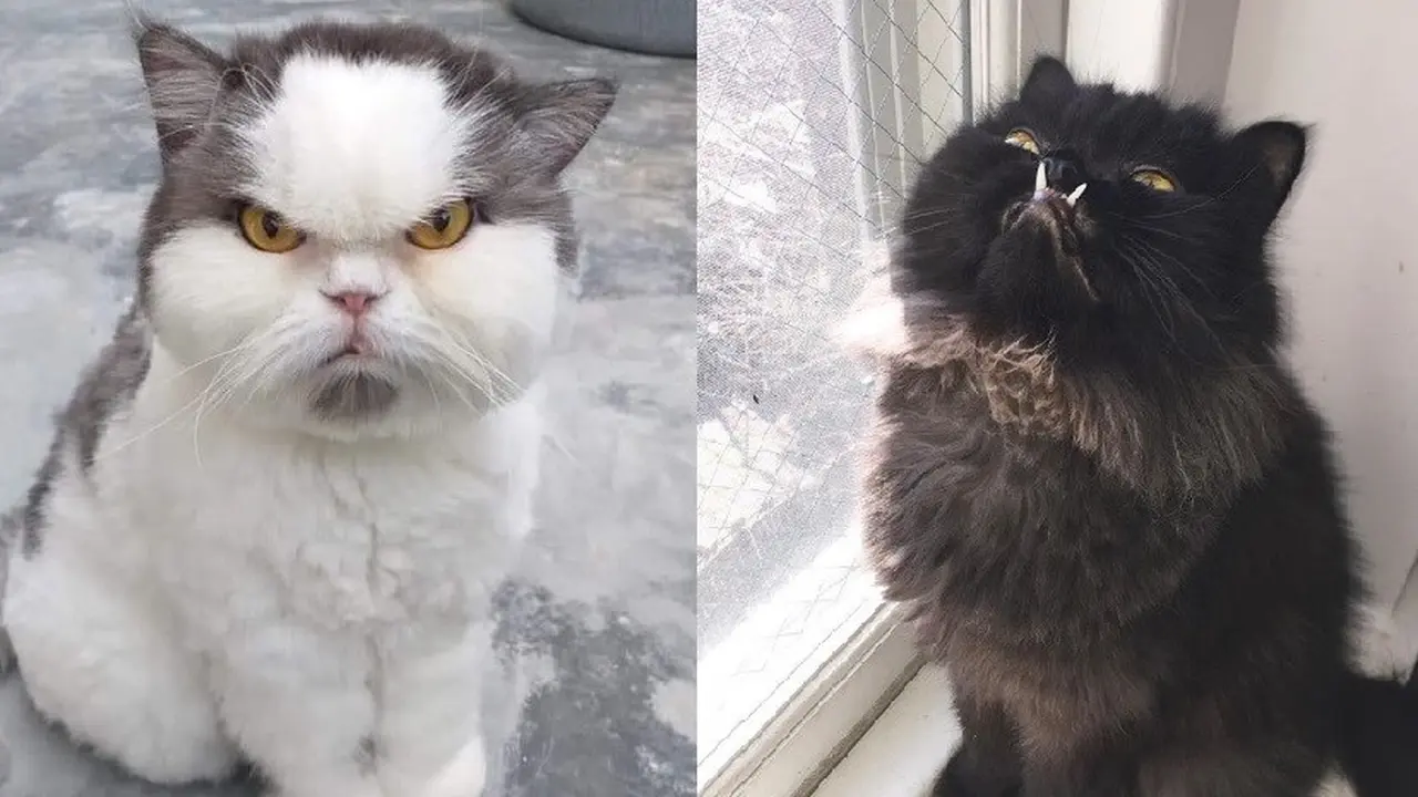 10 Foto Kucing Berwajah Galak, Tetap Bikin Gemas - Citizen6 Liputan6.com